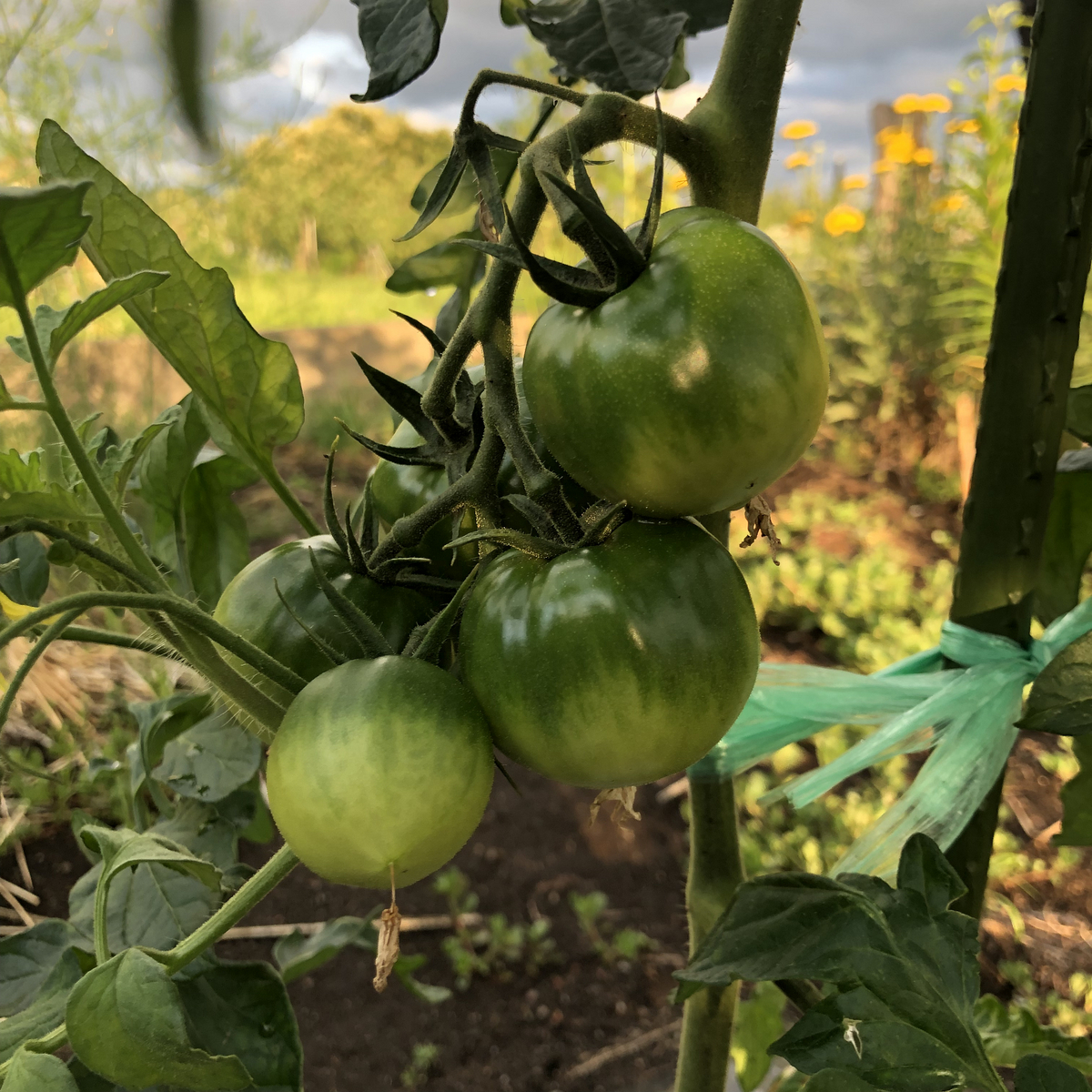 個別「20240624185532」の写真、画像 - 投稿済み - life2018's fotolife