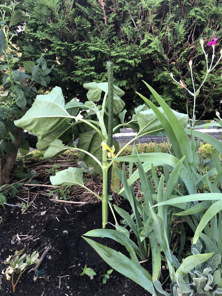 個別「20240701120843」の写真、画像 - 投稿済み - life2018's fotolife