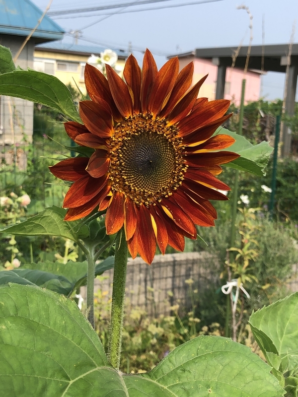 個別「ひまわり」の写真、画像 - life2018's fotolife