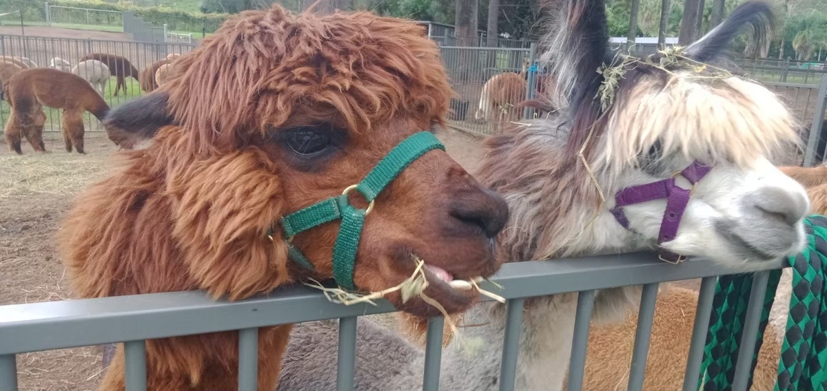 Mountview Alpaca Farm ―Lamington National Park― - オーストラリア旅行記