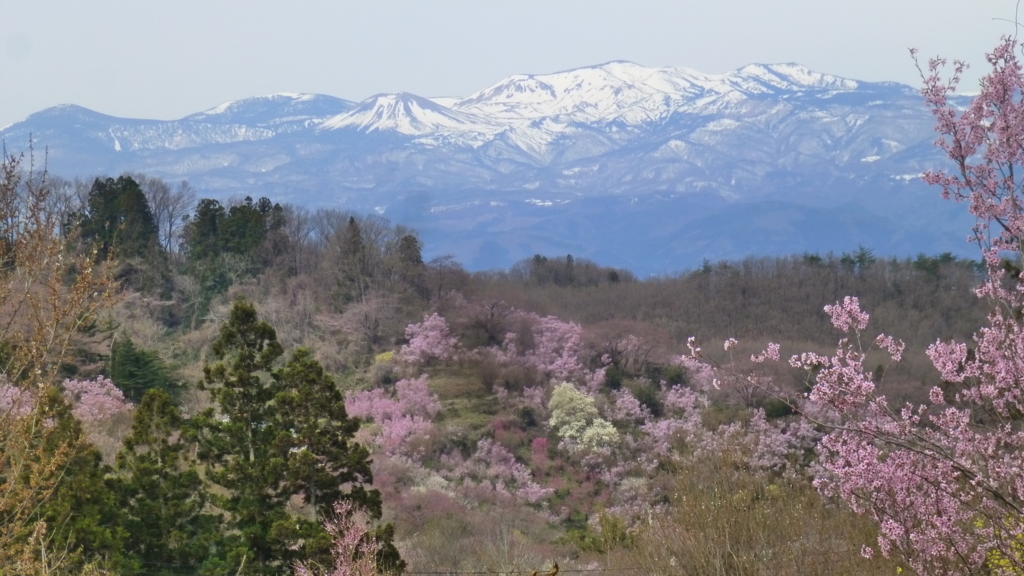 渡利花見山のはなが咲き始めました。今週末が満開か。 - 宮本しづえのかけ歩き