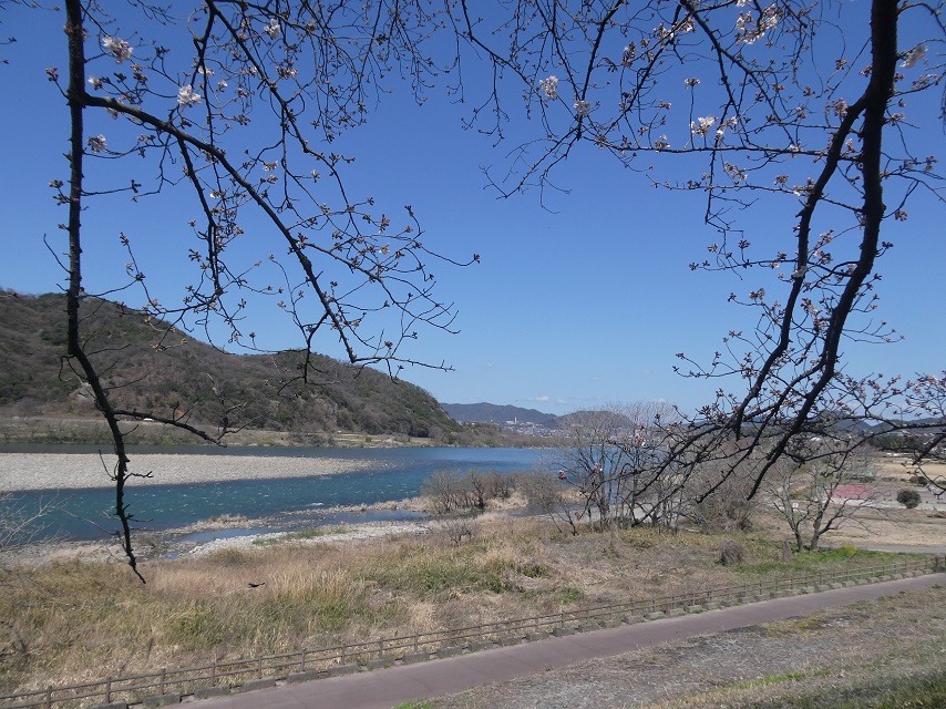 圓明寺 シダレザクラ 桜めぐり 2023 - まみむめ めも