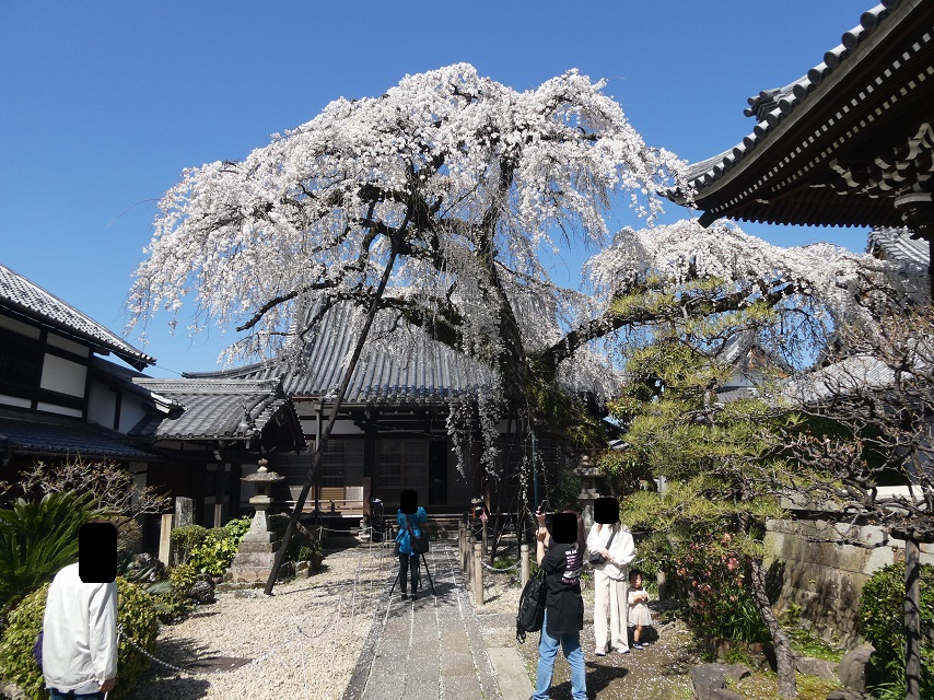 圓明寺 シダレザクラ 桜めぐり 2023 - まみむめ めも