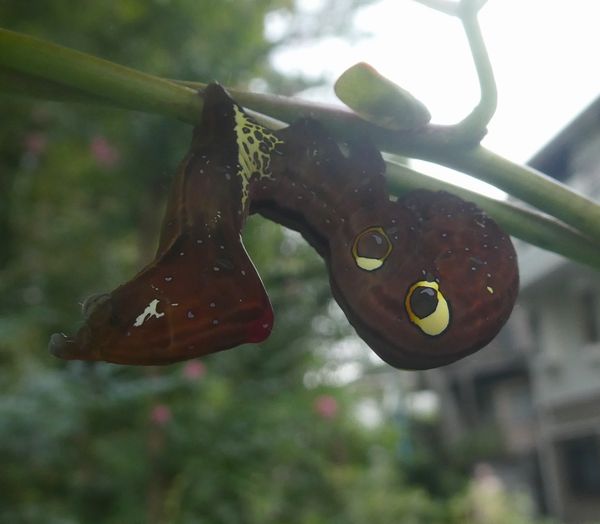 Imperial Fruit Sucking Moth