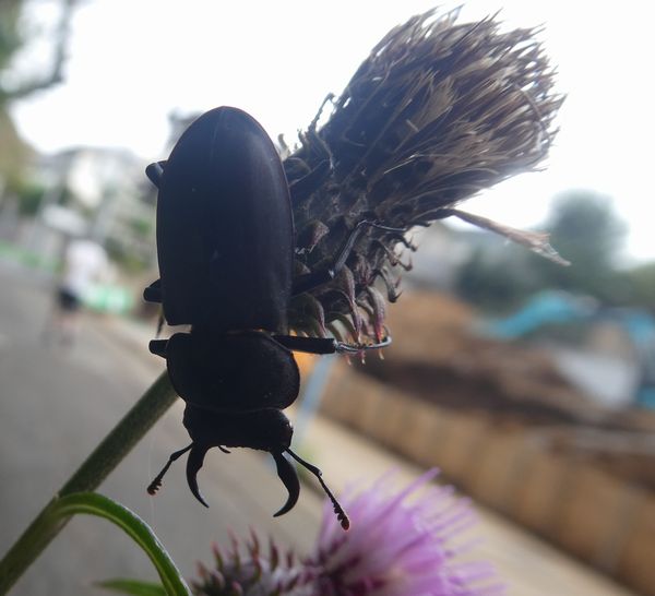 新顔のカモにコクワガタ - 善福寺公園めぐり