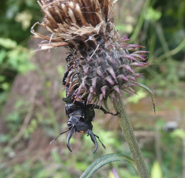 新顔のカモにコクワガタ - 善福寺公園めぐり