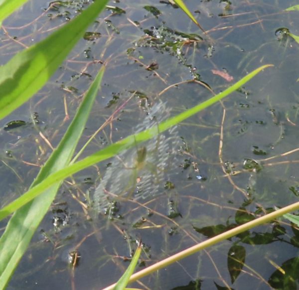 より逞しい夏型のモンシロチョウ - 善福寺公園めぐり