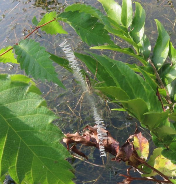 より逞しい夏型のモンシロチョウ - 善福寺公園めぐり