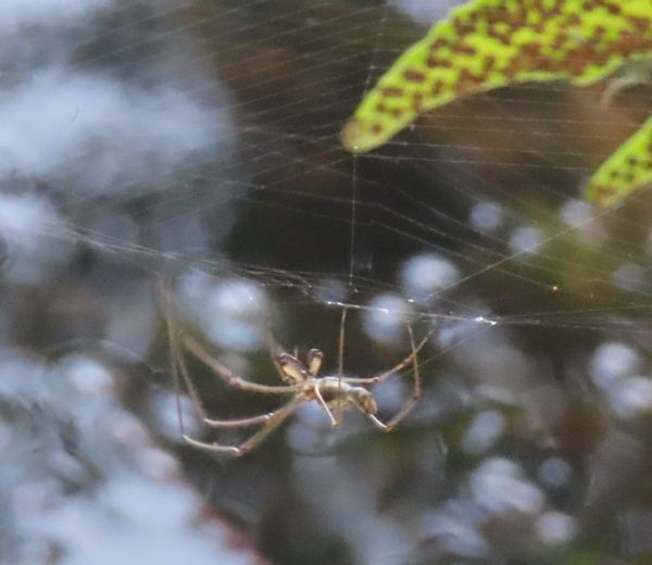 トラとハチに擬態したトラフカミキリ - 善福寺公園めぐり