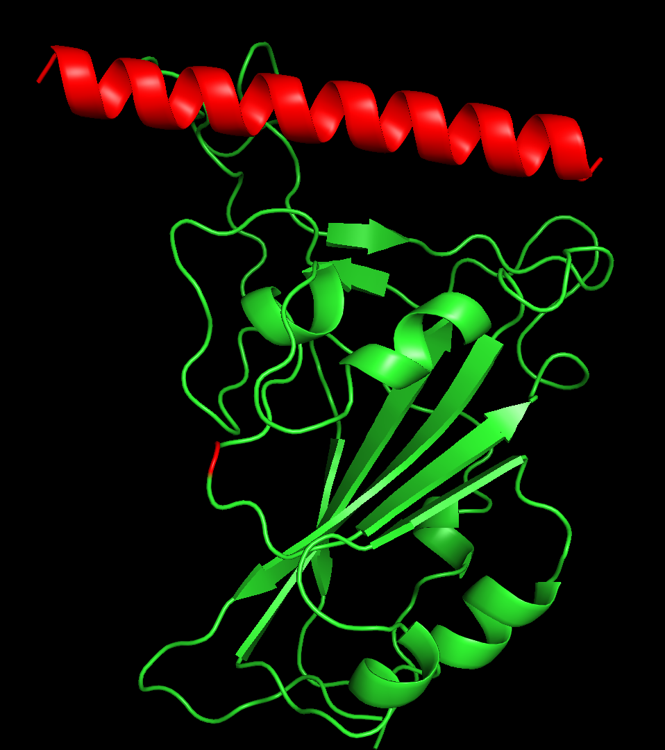 クイズ：どっちが自然の構造？ 〜RF diffusionで人工ペプチドを生成〜 - magattacaのブログ
