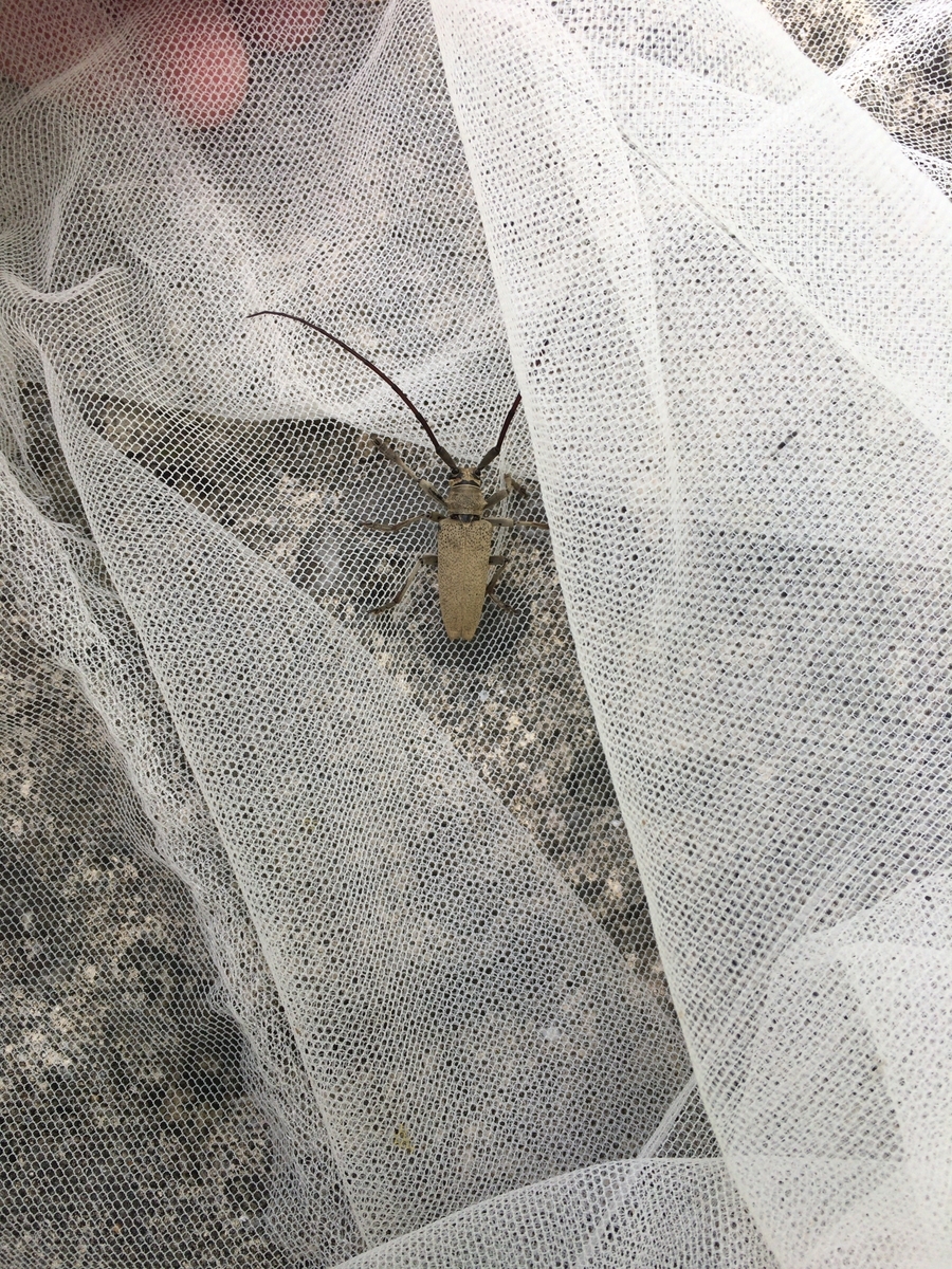 向かうべき島がある それが運命(さだめ) - 両爬虫道を往く