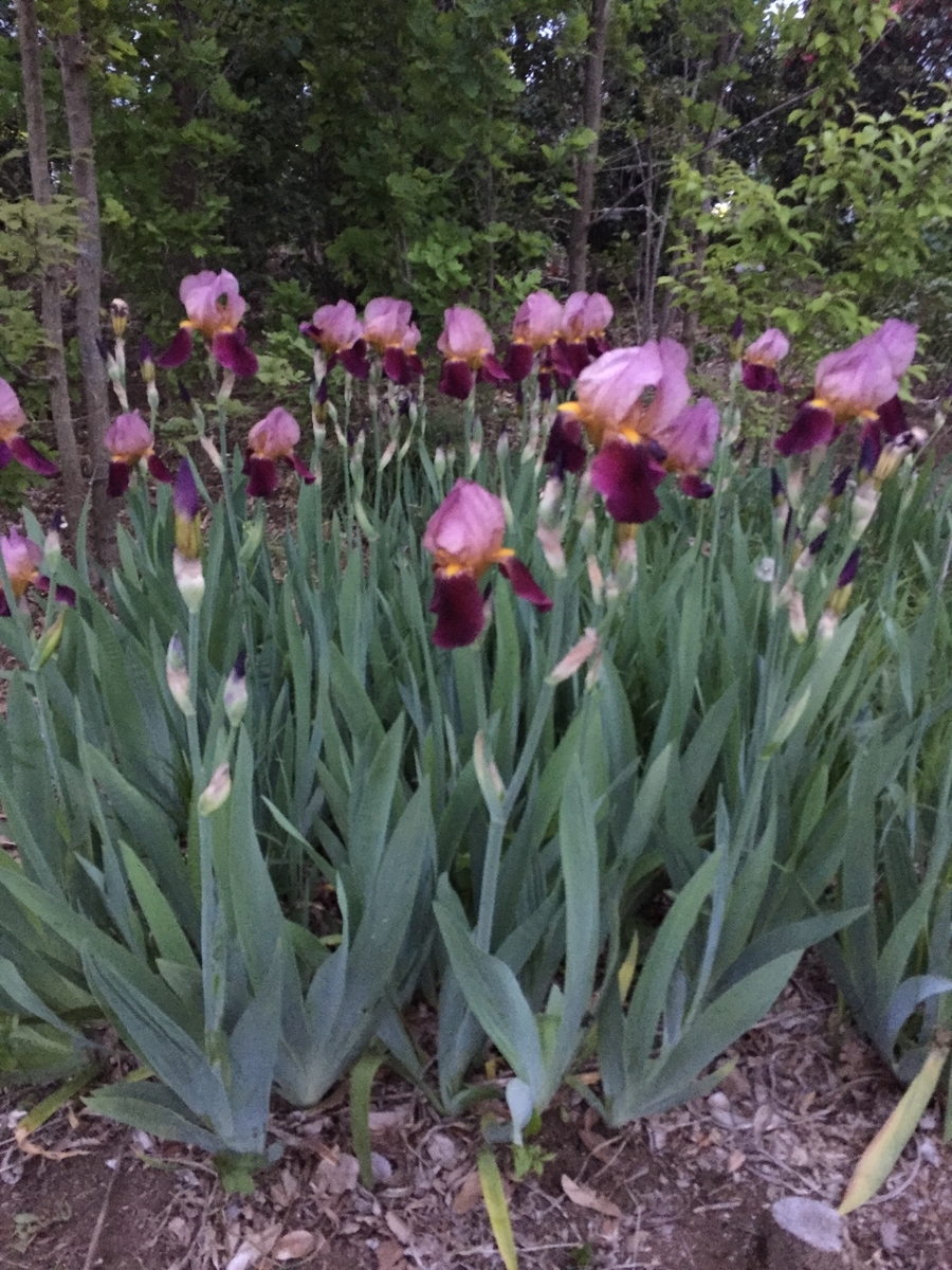 散歩の途中で - makana-laniの日記