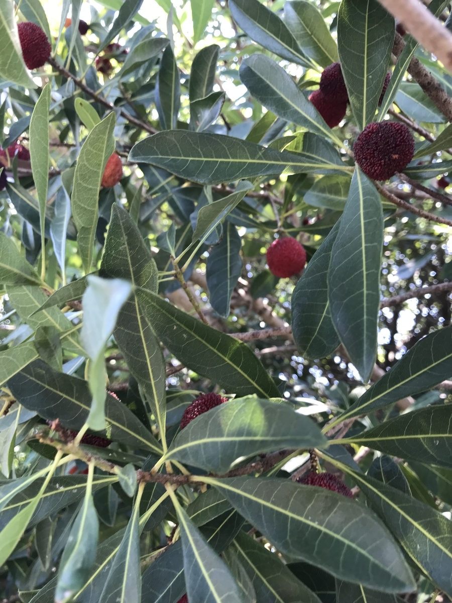 makana-laniの日記