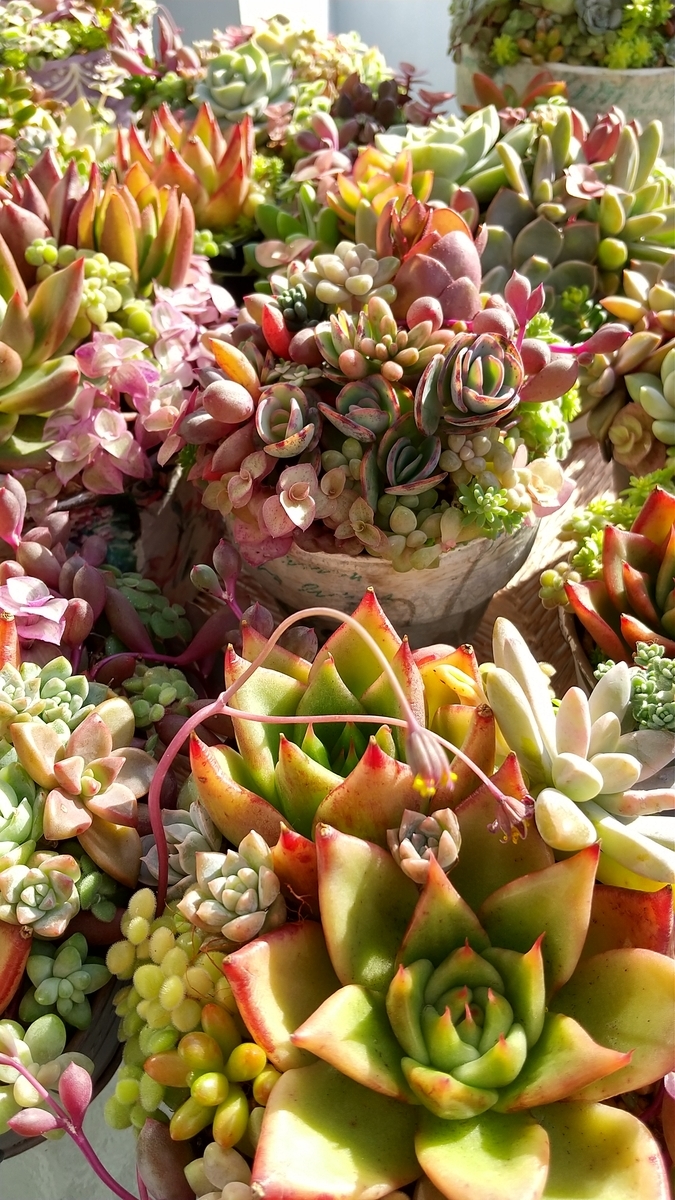オールドエッグ、カリシアロザートと寄せ植え♪ - makoと多肉植物 ♪