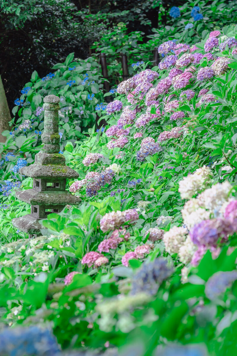 実写レビュー TAMRON 50-400mm F4.5-6.3 Di III VC VXD (Model A067)で鎌倉さんぽ - ULTIMOFOTO