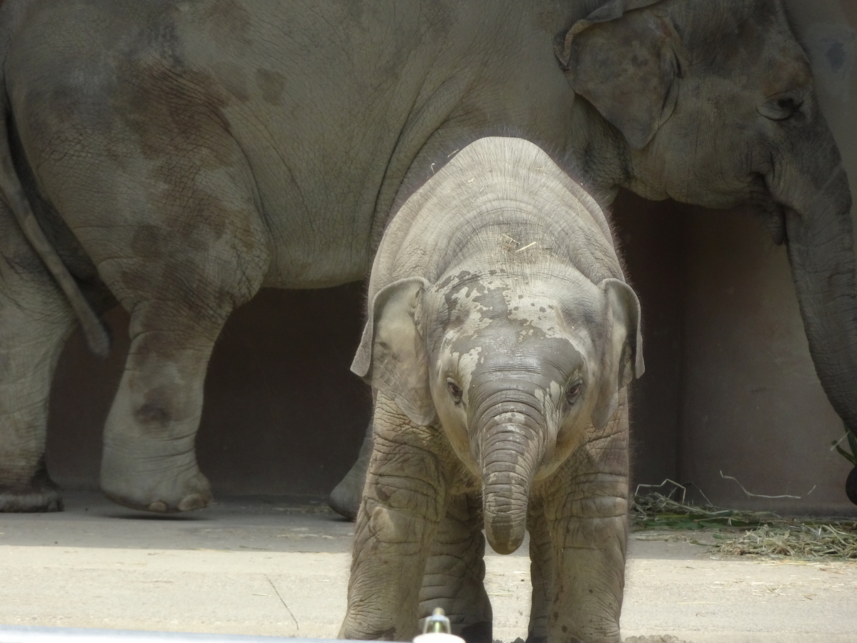 学年1位の中1女子～さくらの頷きはまぴこ譲りだったって話～ - 中3 松江塾【初代公認】 ママブロガーまぴこの二段階右折