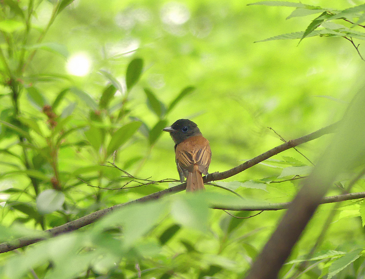 恐るべし大阪城公園 5/30 - ケチャップ姉さん探鳥記 5