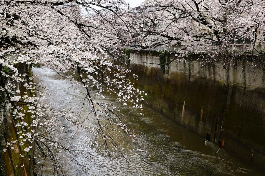 江戸川公園お花見ウォーク 25.3.29 - marilynのプチきら彷徨の記