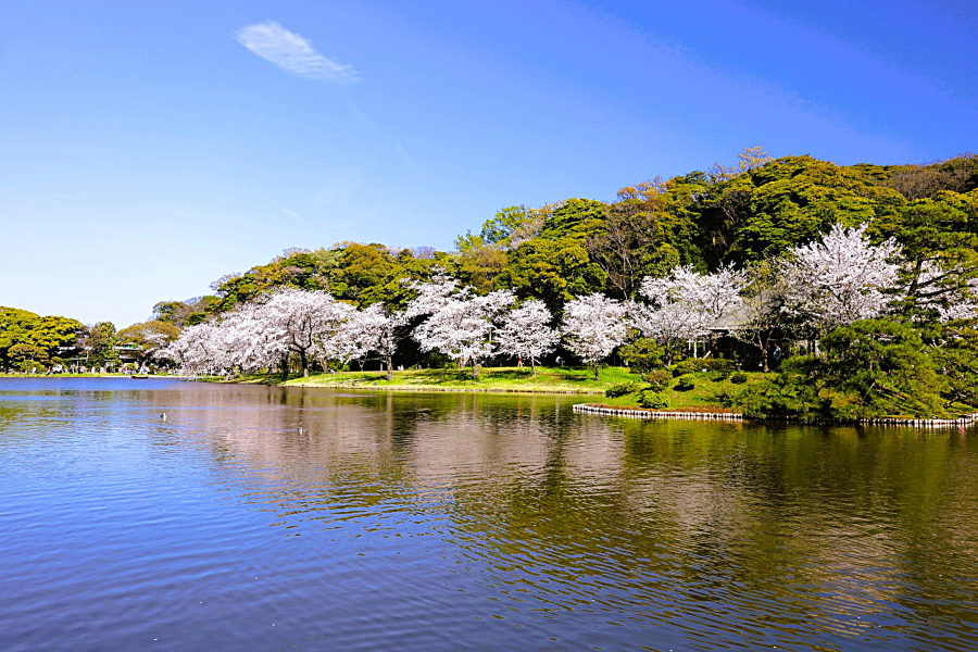 Back in 関東：埼玉、横浜編 桜の宴 26.3.29-4.3 - marilynのプチきら彷徨の記