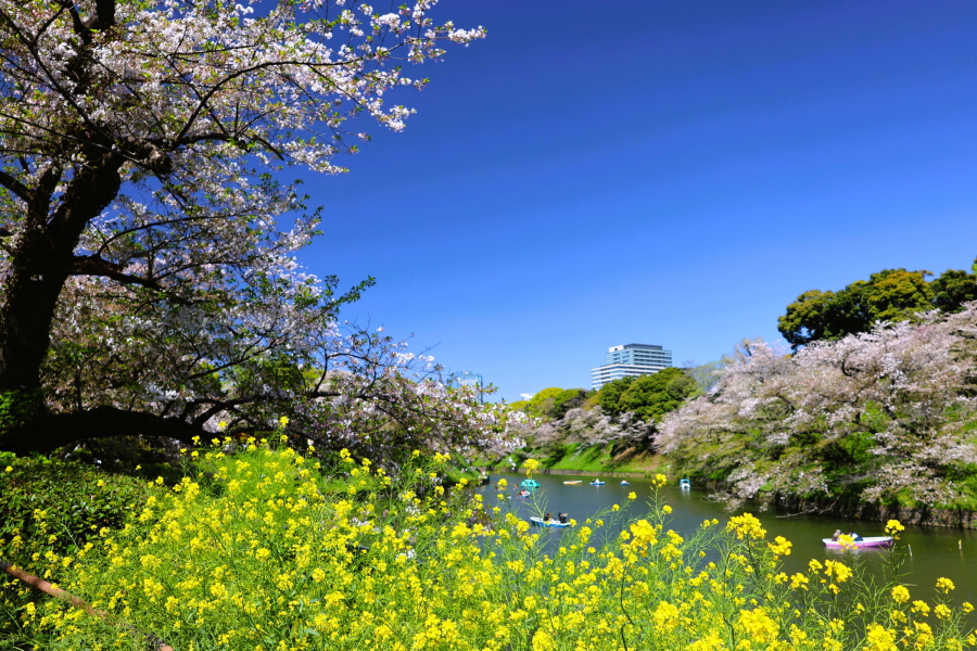 26.4.8 happy birthday! 最後の桜 - marilynのプチきら彷徨の記