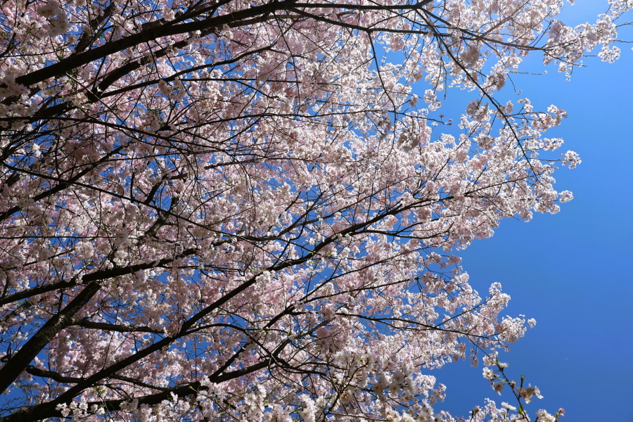 26.4.8 happy birthday! 最後の桜 - marilynのプチきら彷徨の記
