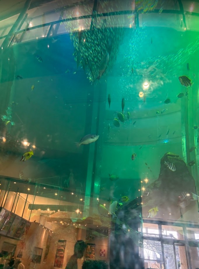 念願の名物ランチ - marimo*note