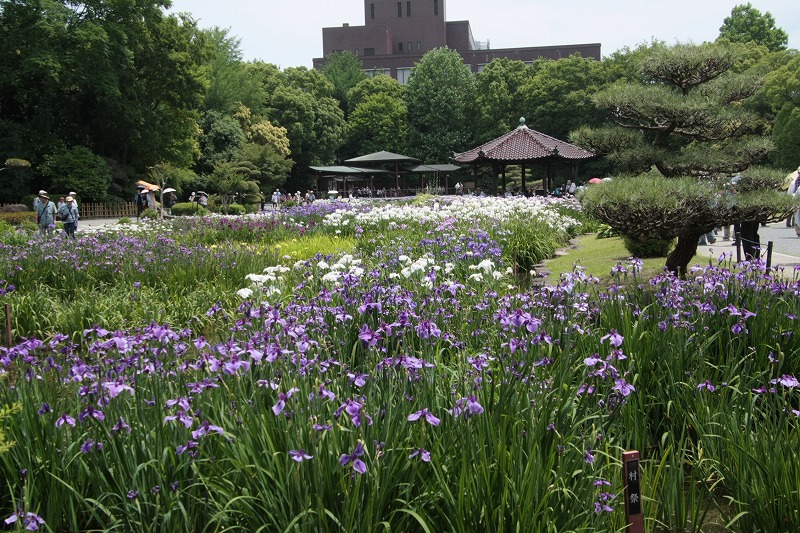 城北公園の菖蒲園 ① - ma_kunの徒然日記