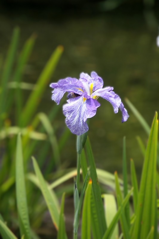城北公園の菖蒲園 ① - ma_kunの徒然日記