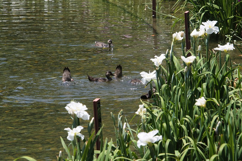 城北公園の菖蒲園 ② - ma_kunの徒然日記