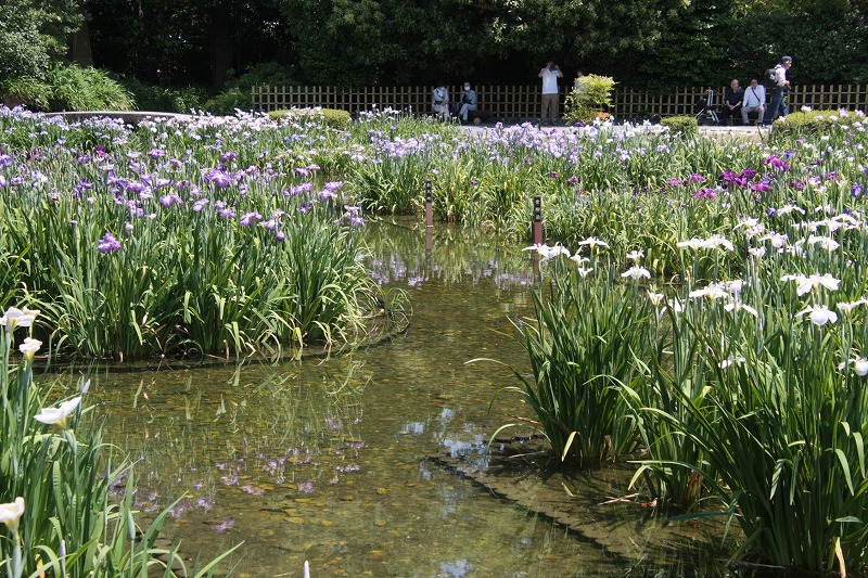 城北公園の菖蒲園 ② - ma_kunの徒然日記