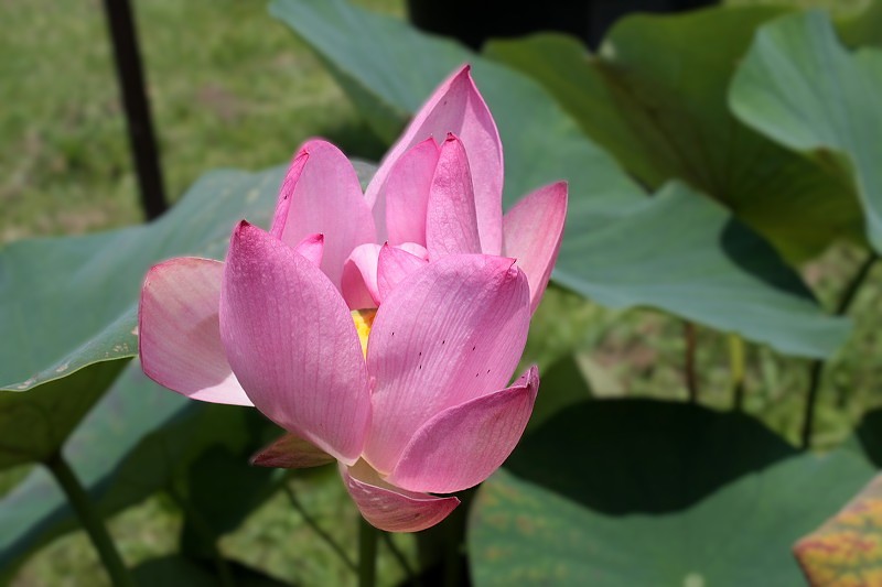 大阪公立大学付属植物園の蓮 - ma_kunの徒然日記