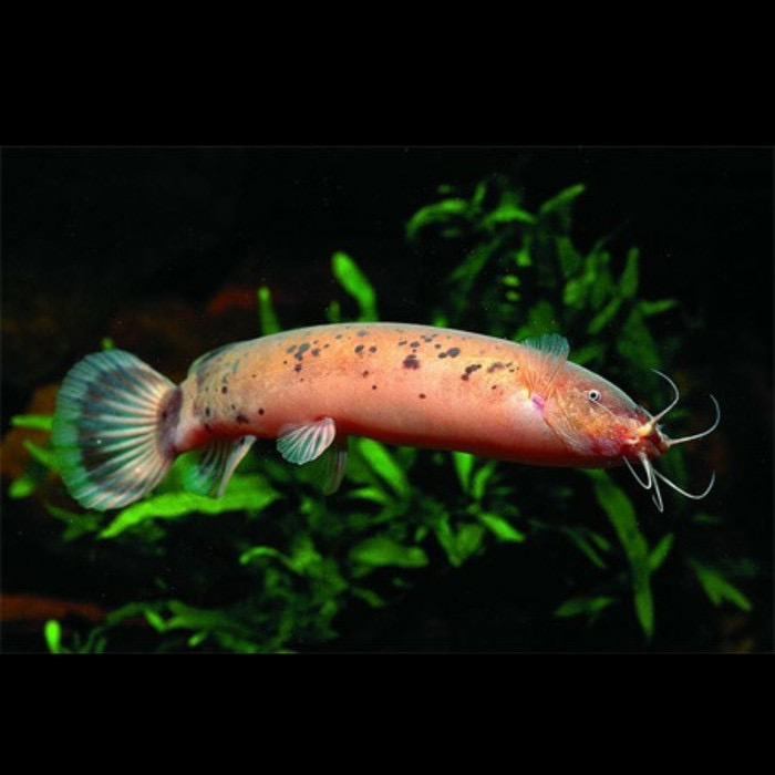 デンキナマズ｜Electric Catfish｜Malapterus Electricus - 熱帯魚動画図鑑作成中