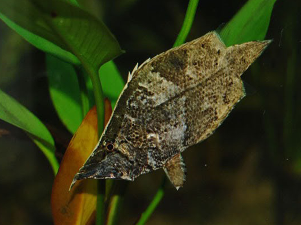 リーフフィッシュ｜South American Leaf Fish｜Monocirrhus polyacanthus - 熱帯魚動画図鑑作成中