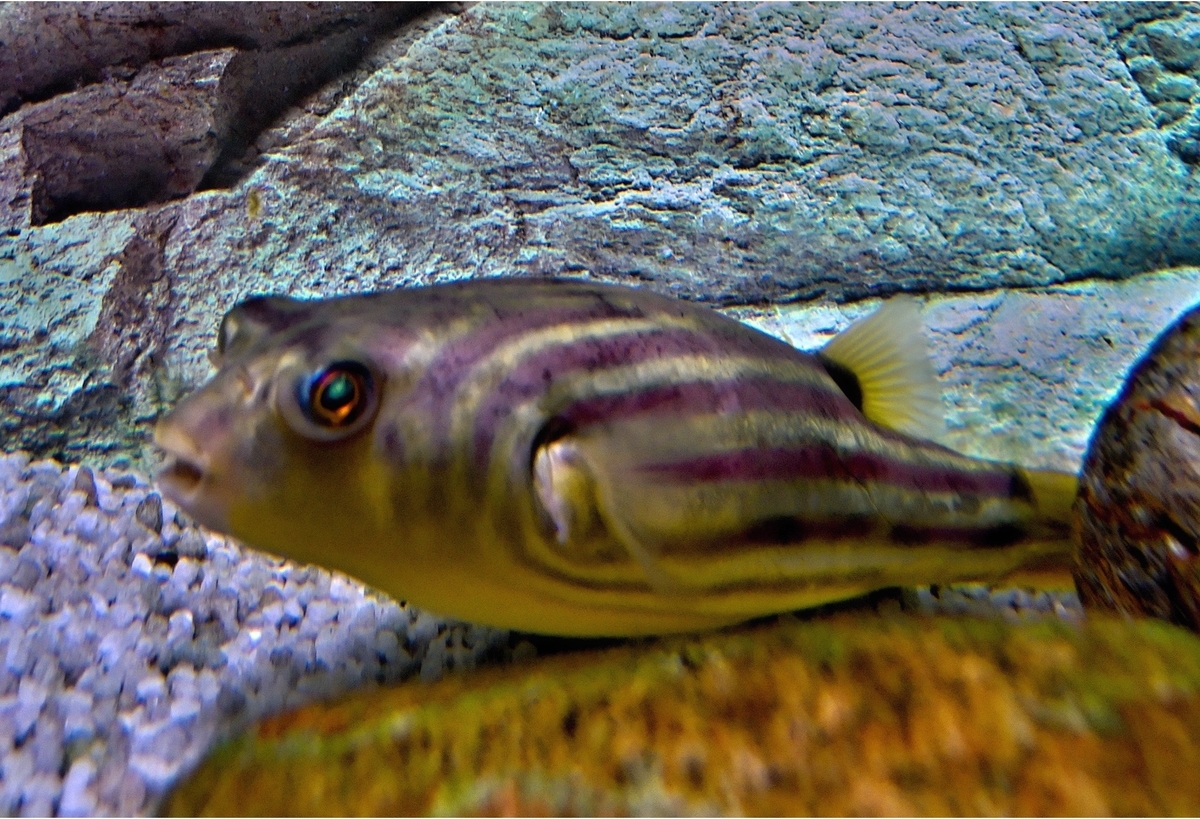 テトラオドンファハカ｜Fahaka Puffer｜Tetraodon lineatus - 熱帯魚動画図鑑作成中