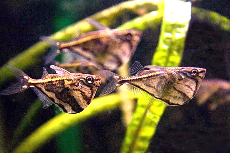マーブルハチェット｜Marbled Hatchetfish｜Carnegiella strigata - 熱帯魚動画図鑑作成中