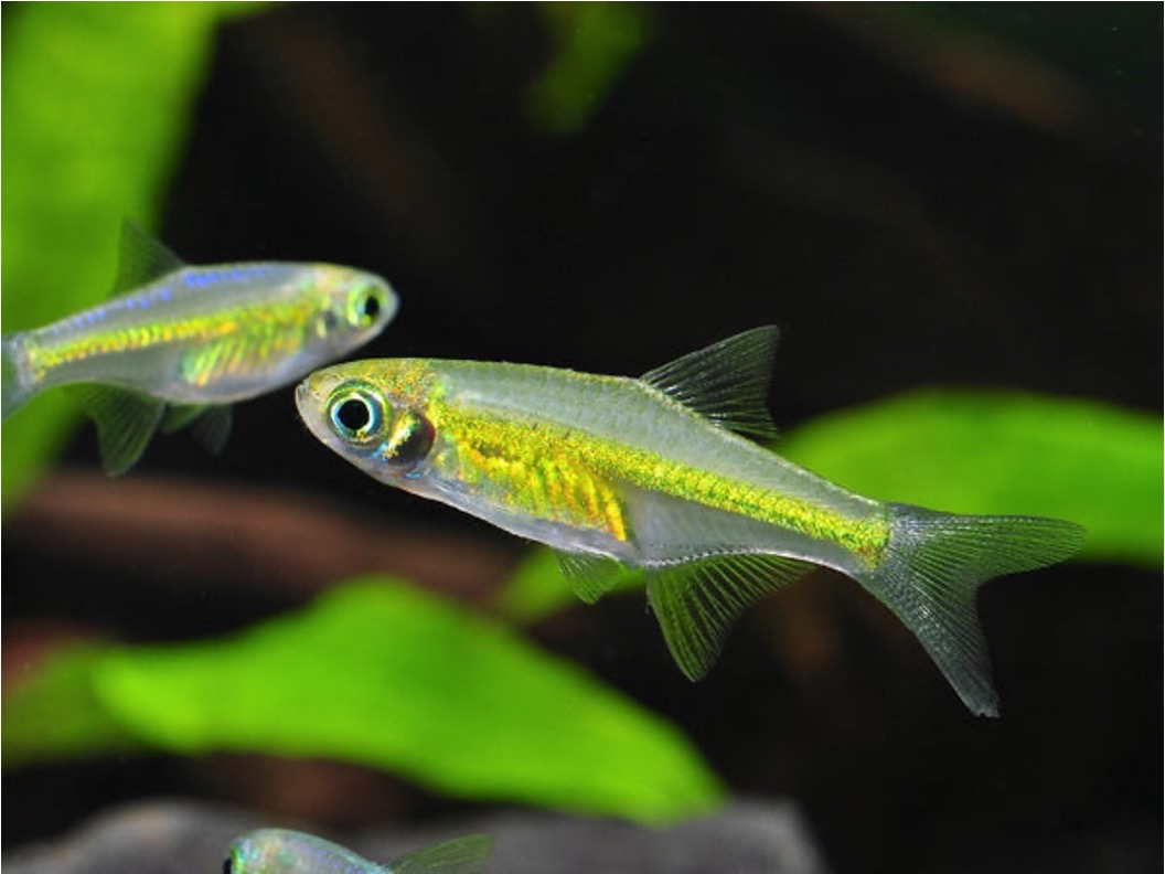 ミクロラスボラブルーネオン｜Green Neon Rasbora｜Microdevario kubotai - 熱帯魚動画図鑑作成中