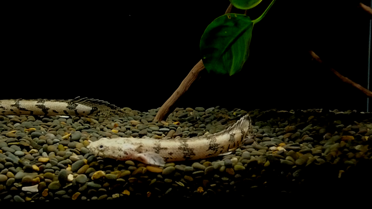 ポリプテルス・エンドリケリー｜Saddled Bichir｜Polypterus endlicheri endlicheri - 熱帯魚動画図鑑作成中