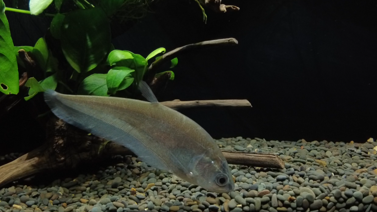 インディアンブラックナイフ｜Bronze Featherback｜Notopterus notopterus - 熱帯魚動画図鑑作成中