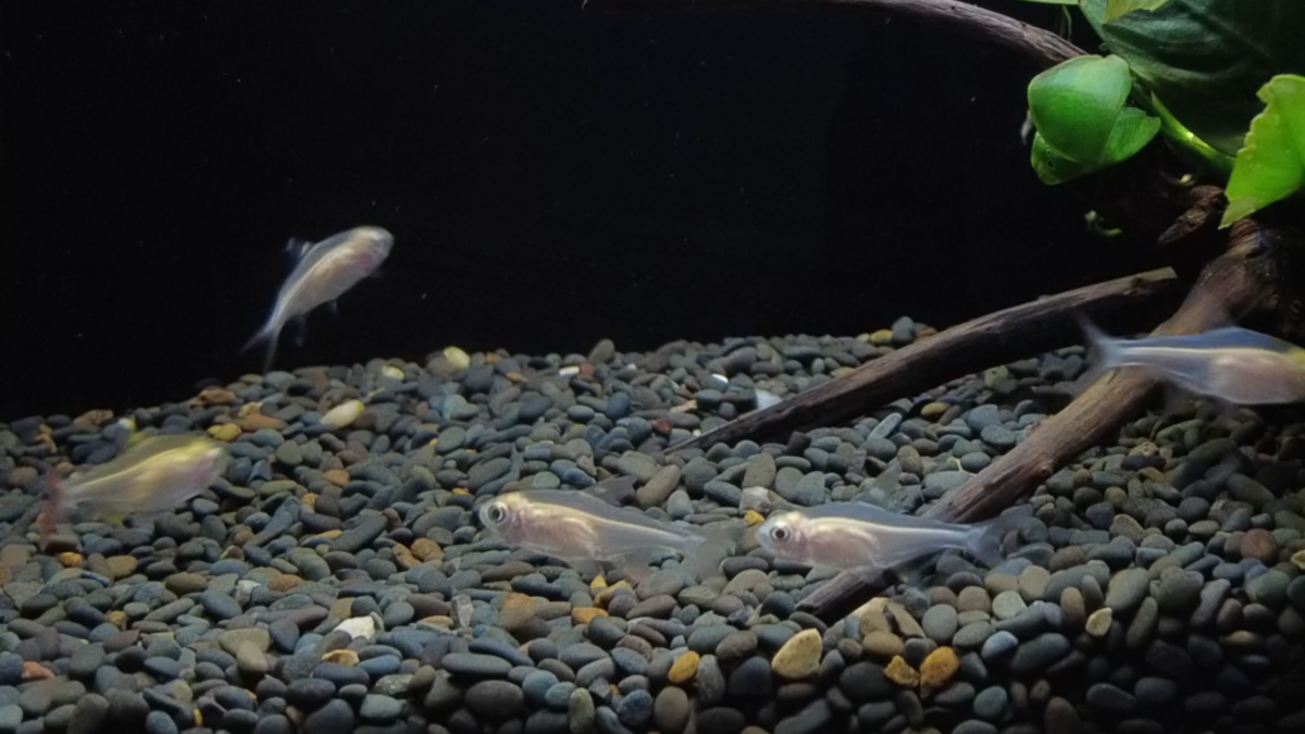 ゴールデン・プリステラ｜Golden pristella tetra - 熱帯魚動画図鑑作成中