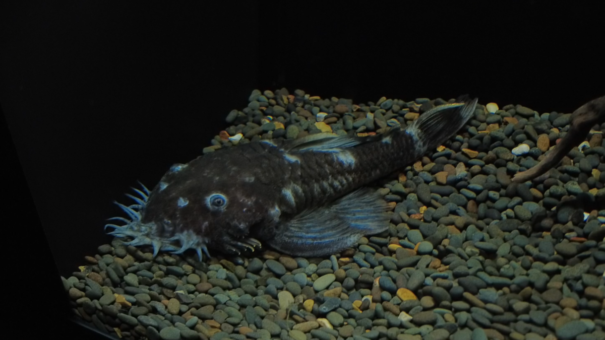 マツブッシープレコ｜Medusa Pleco｜Ancistrus ranunculus - 熱帯魚動画図鑑作成中