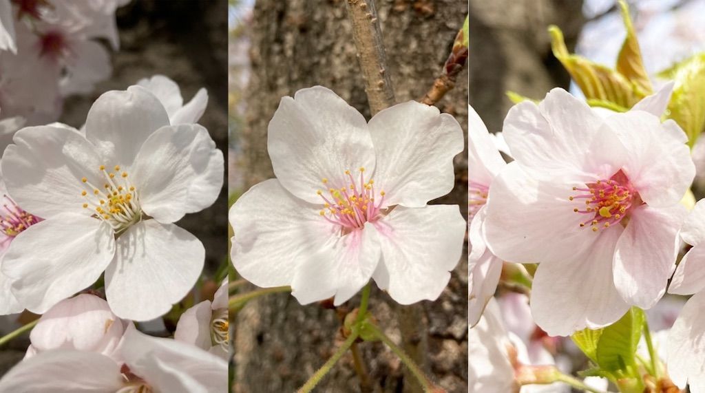 【桜】ソメイヨシノの花の中心が赤くなるのはなぜ?赤くなったら散り始めのサイン!? アタマの中は花畑