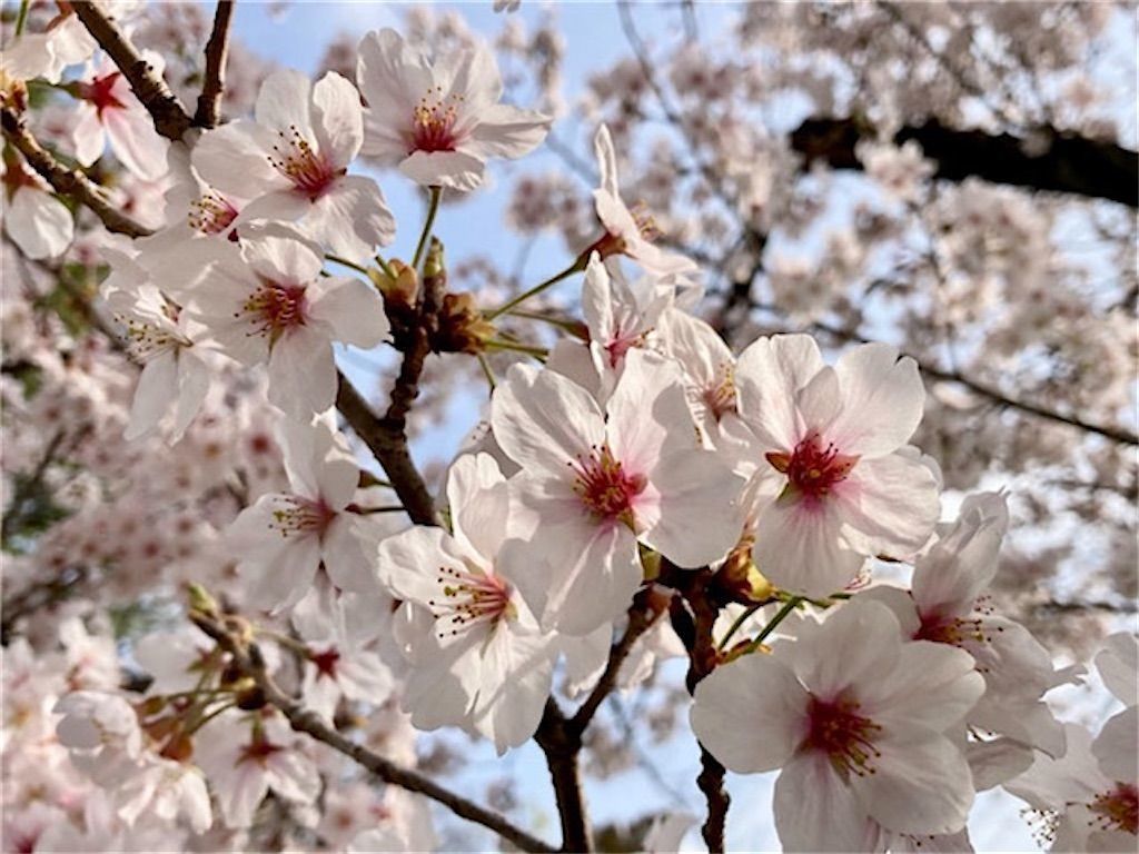 【桜】ソメイヨシノの花の中心が赤くなるのはなぜ?赤くなったら散り始めのサイン!? アタマの中は花畑