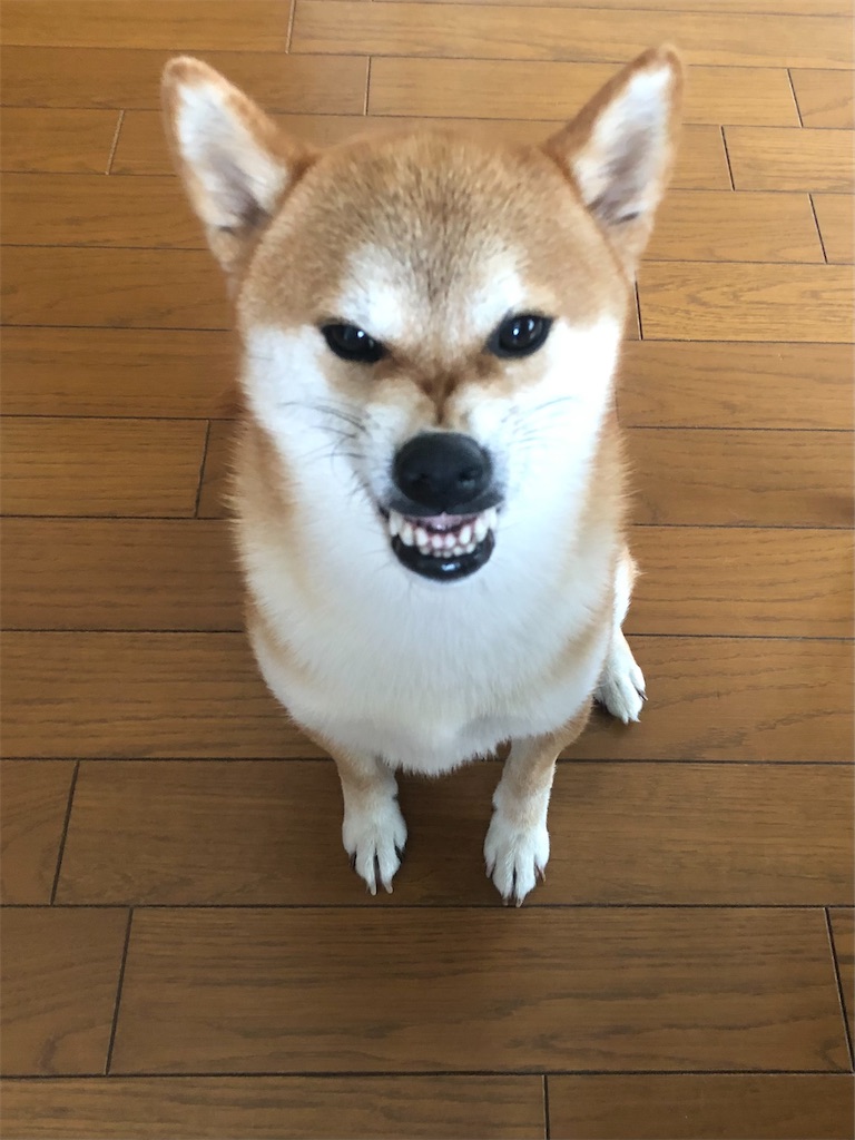 MAXに怒られた - Mad Max - BAD Shiba MAX改善日誌