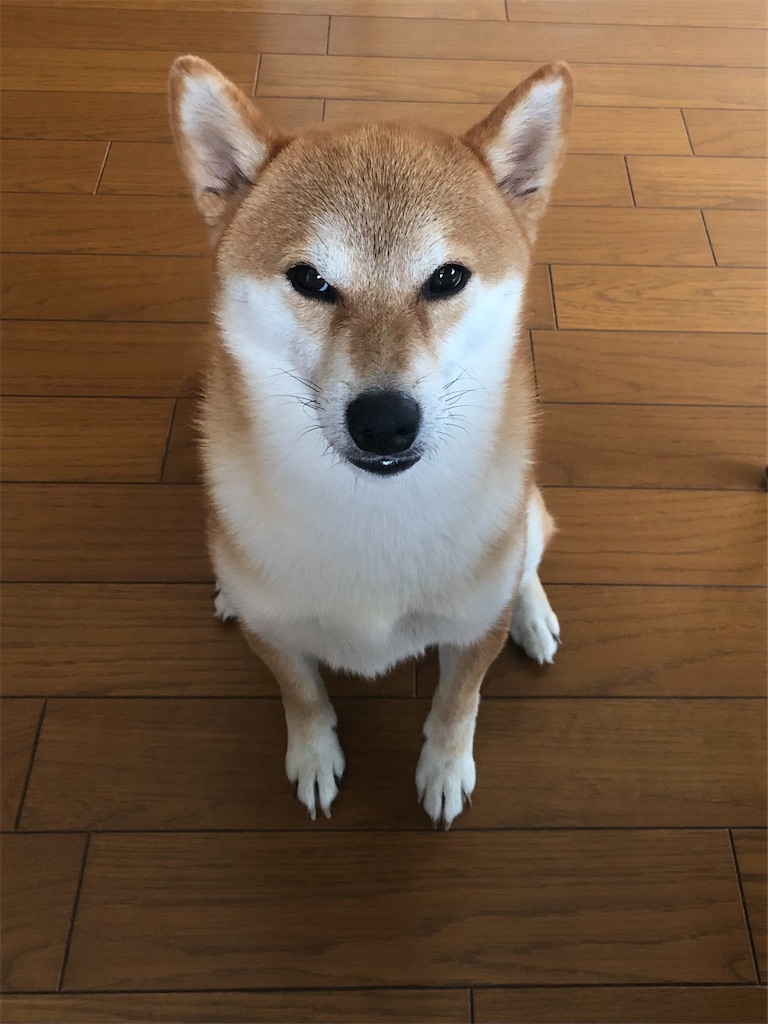 MAXに怒られた - Mad Max - BAD Shiba MAX改善日誌