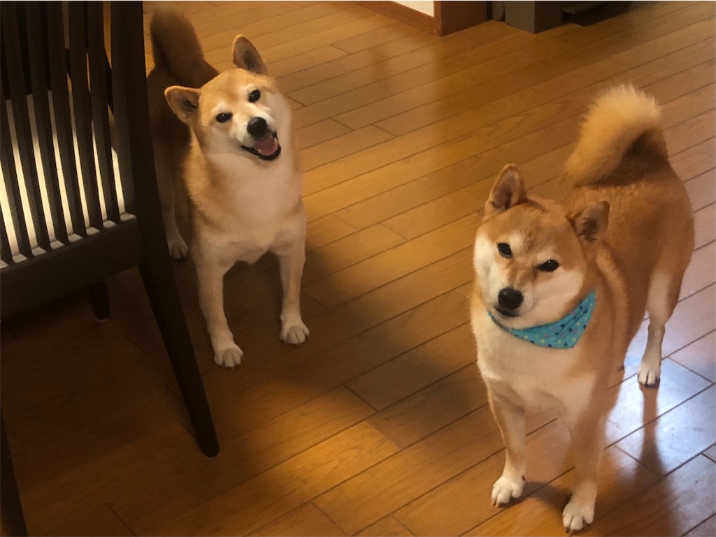 散歩でこける - Fell Down While Walking Dogs - BAD Shiba MAX改善日誌