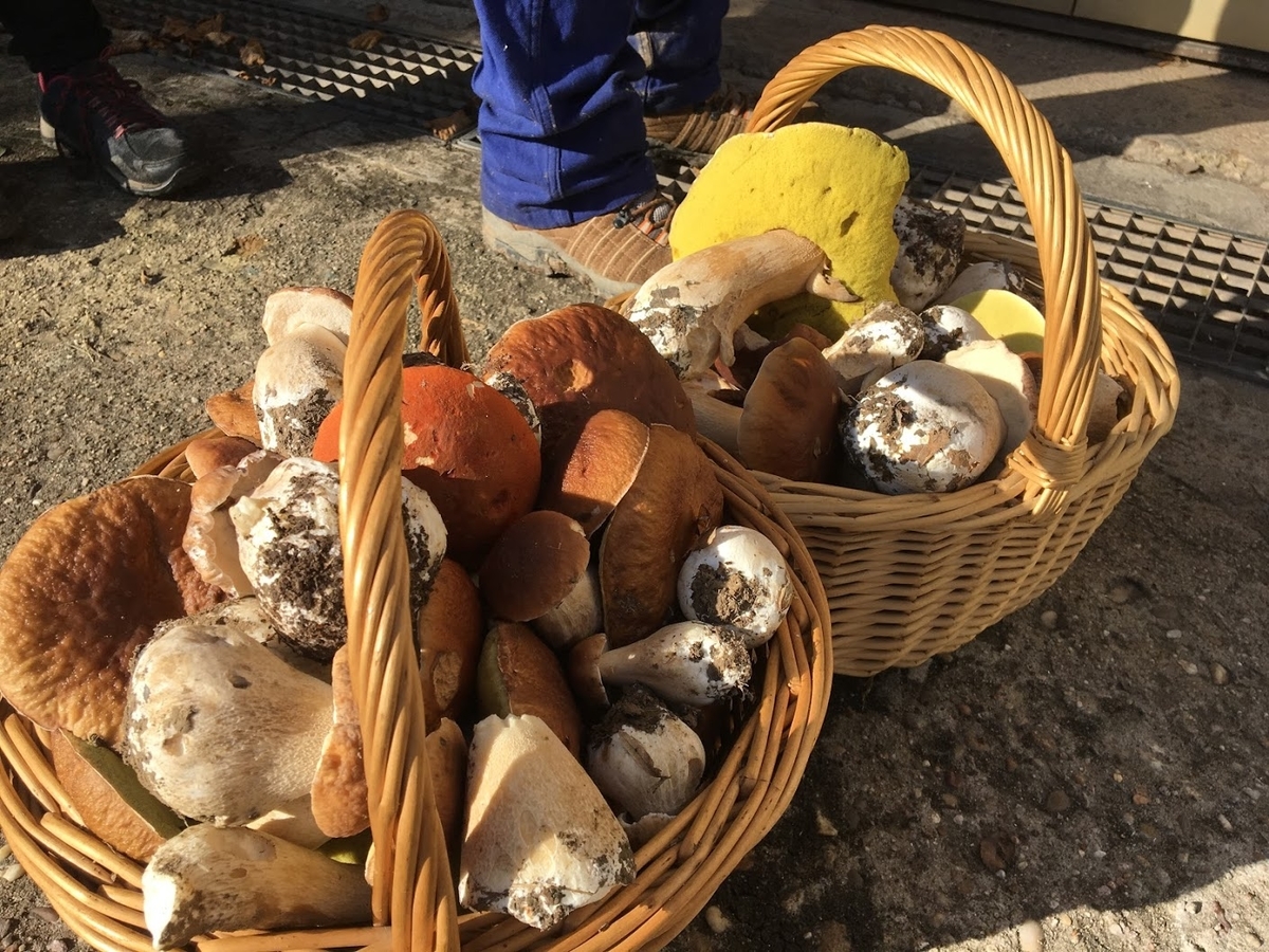 【フランス秋】森でキノコを採るぞ！ポルチーニ・アンズタケ・ピエドムートンなど - 世界のユースセンターを巡る旅人