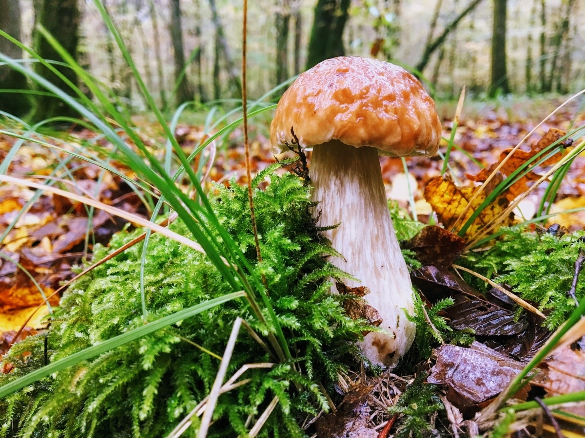 【フランス秋】森でキノコを採るぞ！ポルチーニ・アンズタケ・ピエドムートンなど - 世界のユースセンターを巡る旅人