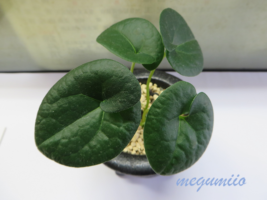 摺墨（するすみ） Surusumi - 古典園芸植物 細辛の世界