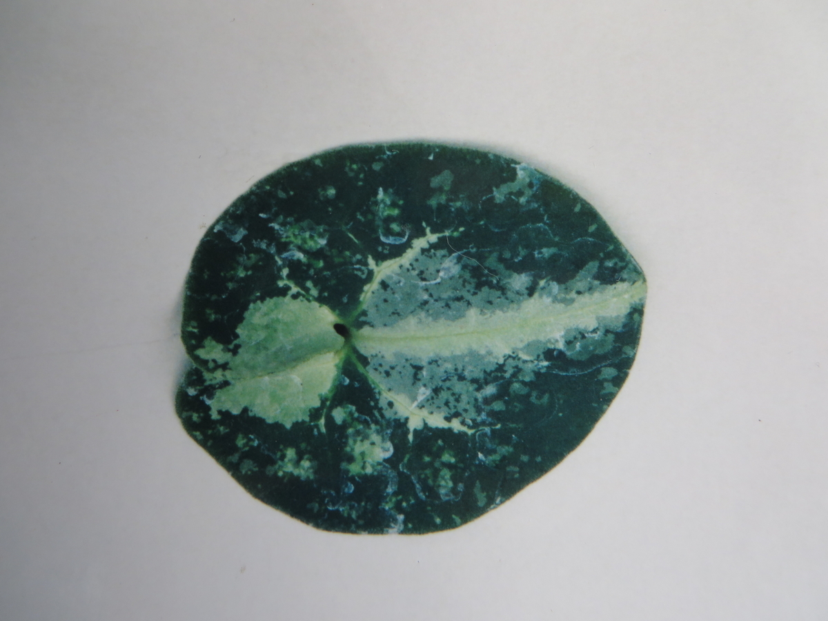 冠白（かんぱく） Kanpaku - 古典園芸植物 細辛の世界