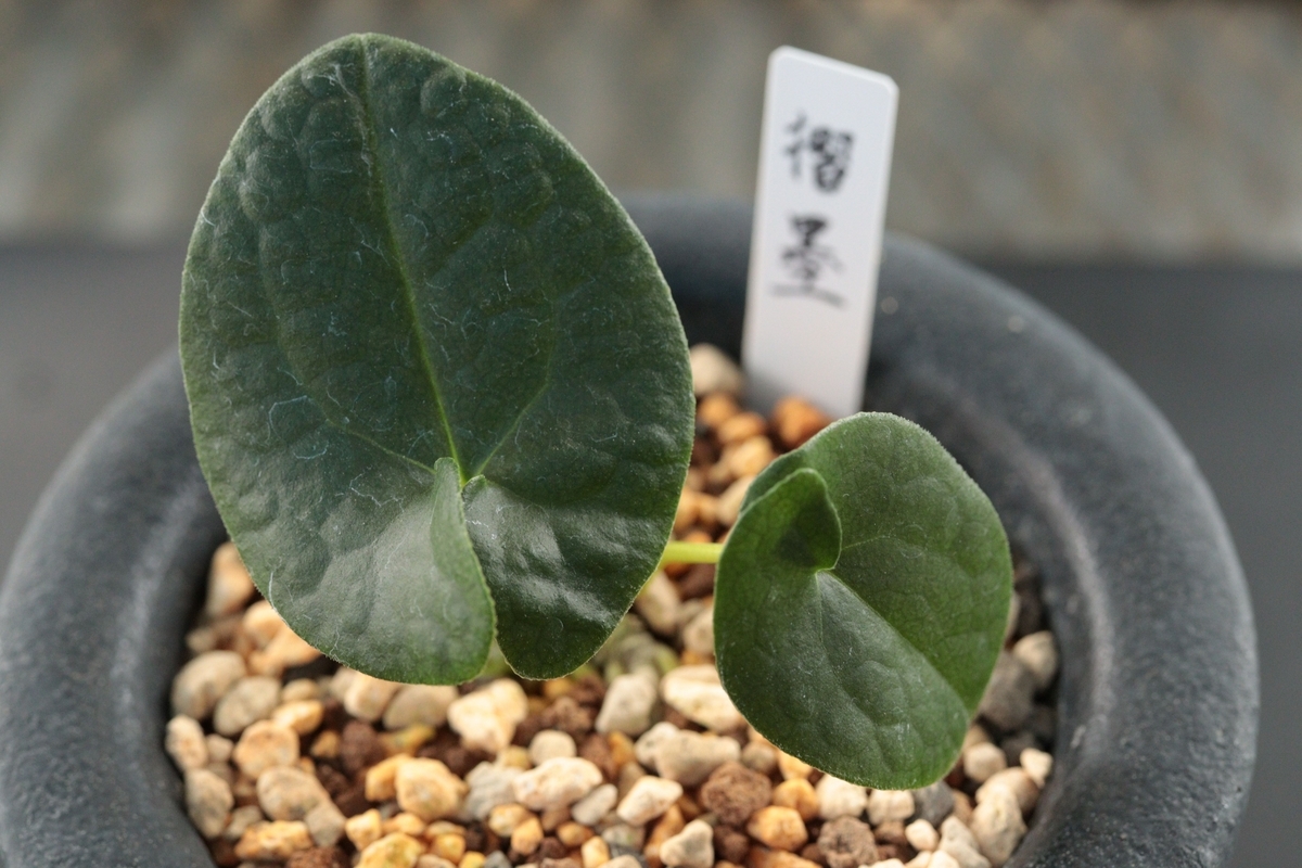 摺墨（するすみ） Surusumi - 古典園芸植物 細辛の世界